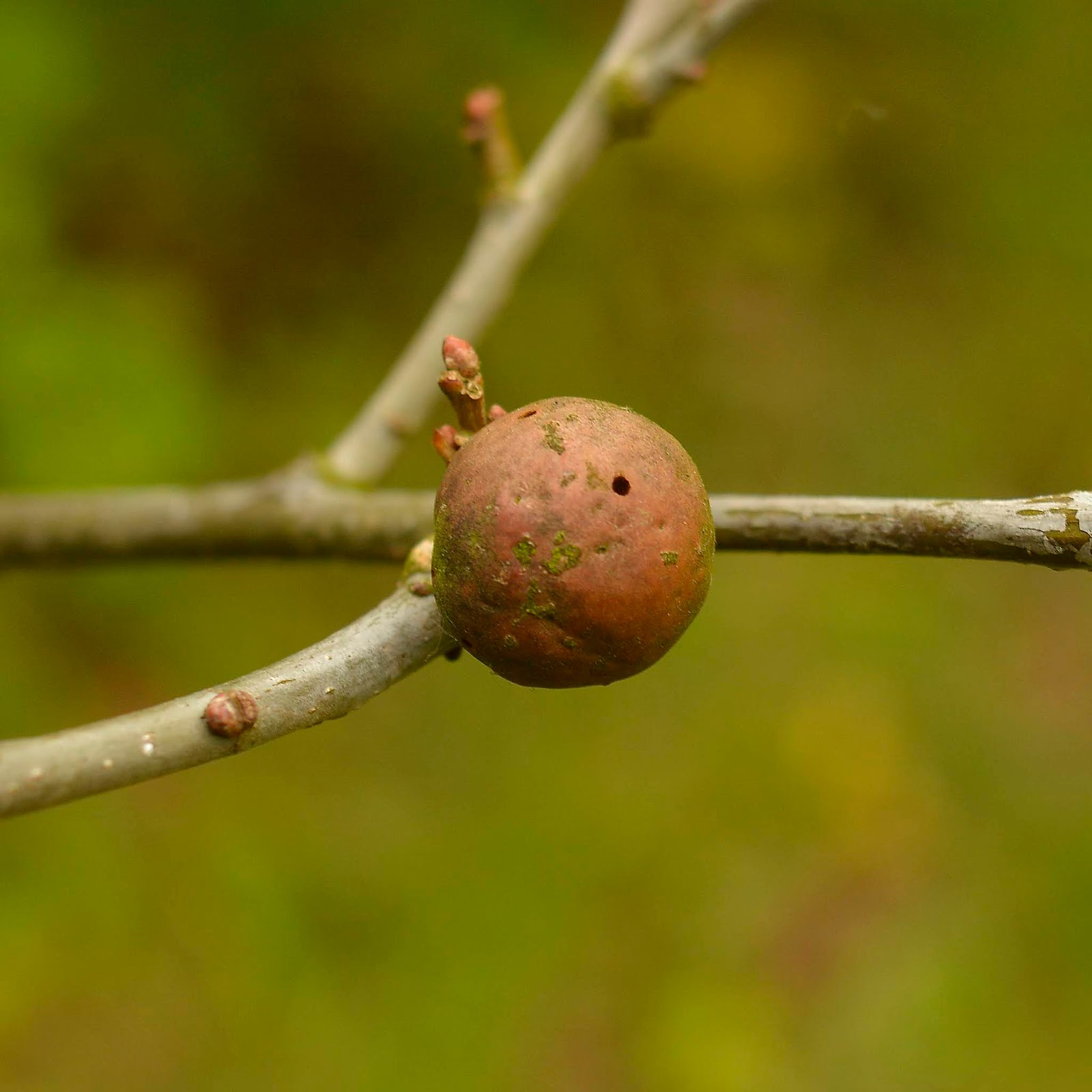 Daisy's Diary: Oak Apple Gall Wasps and Creepy Trees!