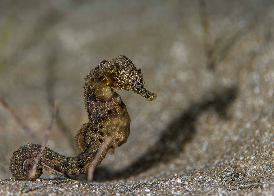 Biodiversity of Cyprus by NGO Protection of the Natural Heritage and ...