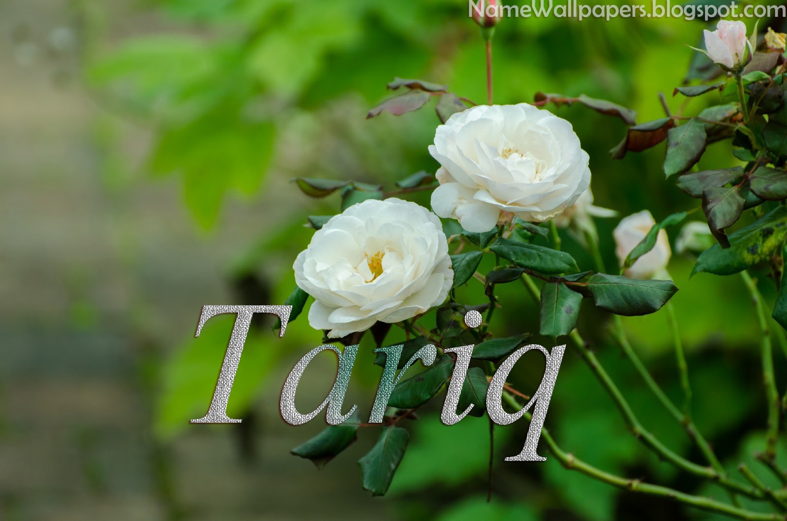 Tariq Name Wallpapers Tariq ~ Name Wallpaper Urdu Name Meaning Name ...