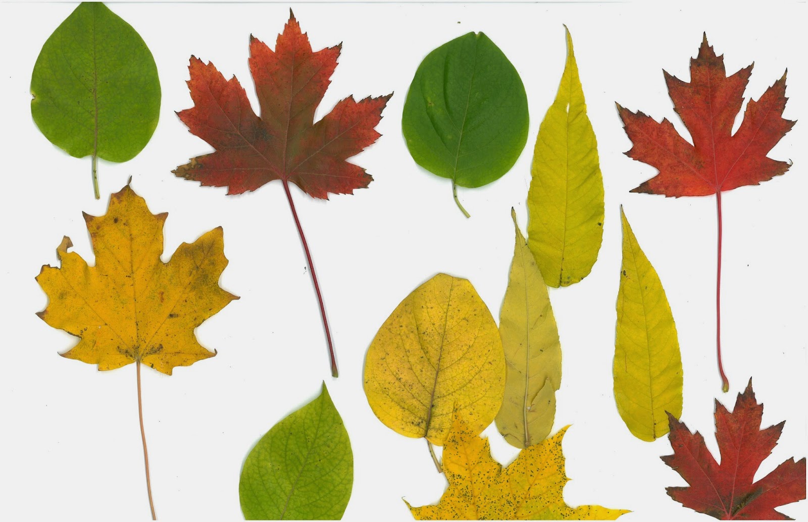 Scan of Fall Leaves Printable - Marcia Beckett