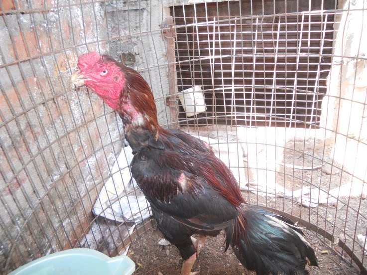 Fighting Rooster: pure breed Asils