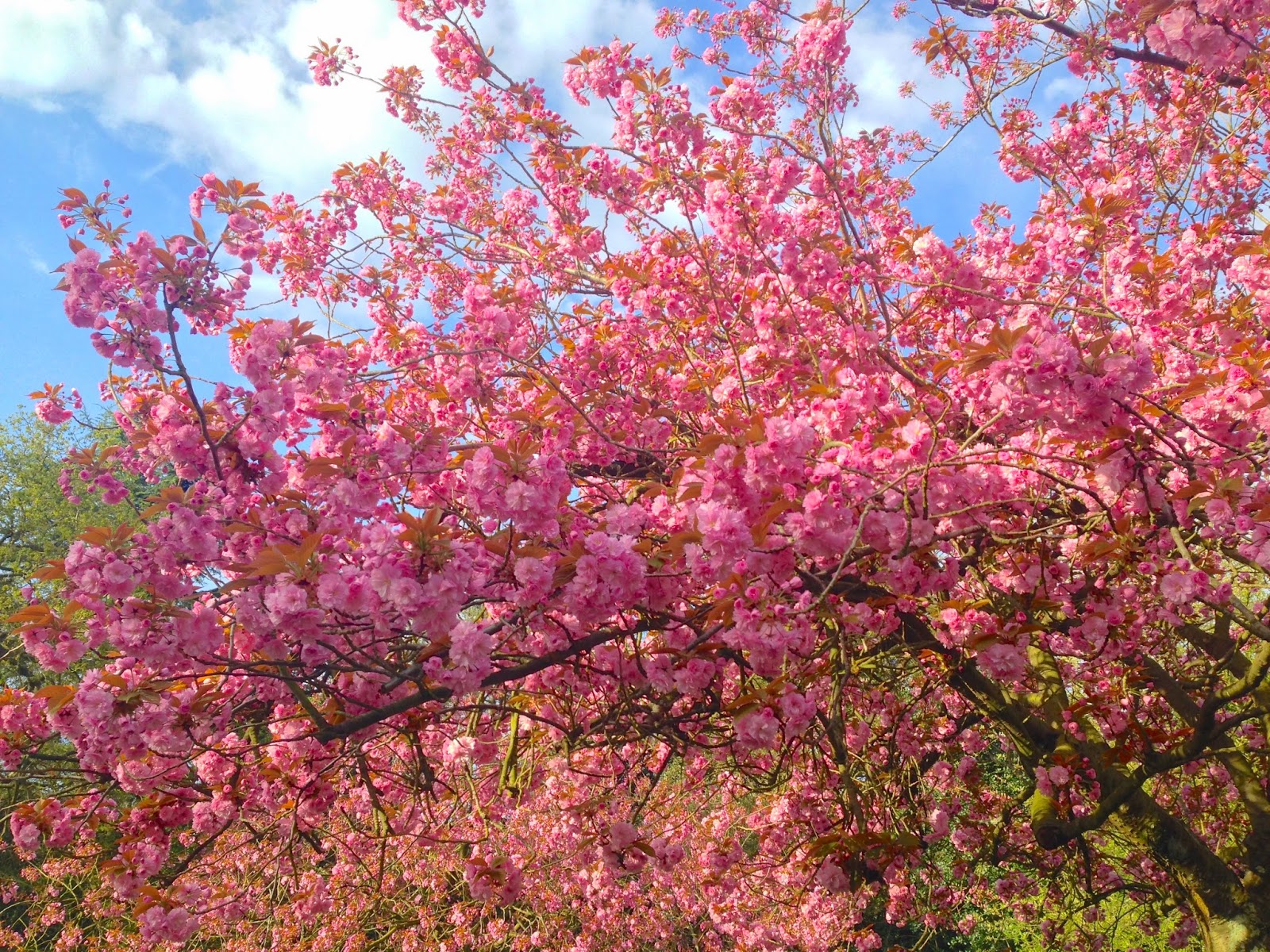 Alice in Wonderland: Diary 270: A Magic Cherry Blossom Garden Party Weekend