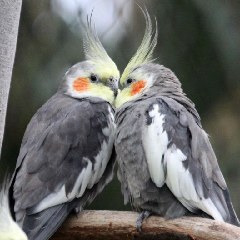 Birds Land: Cockatiel