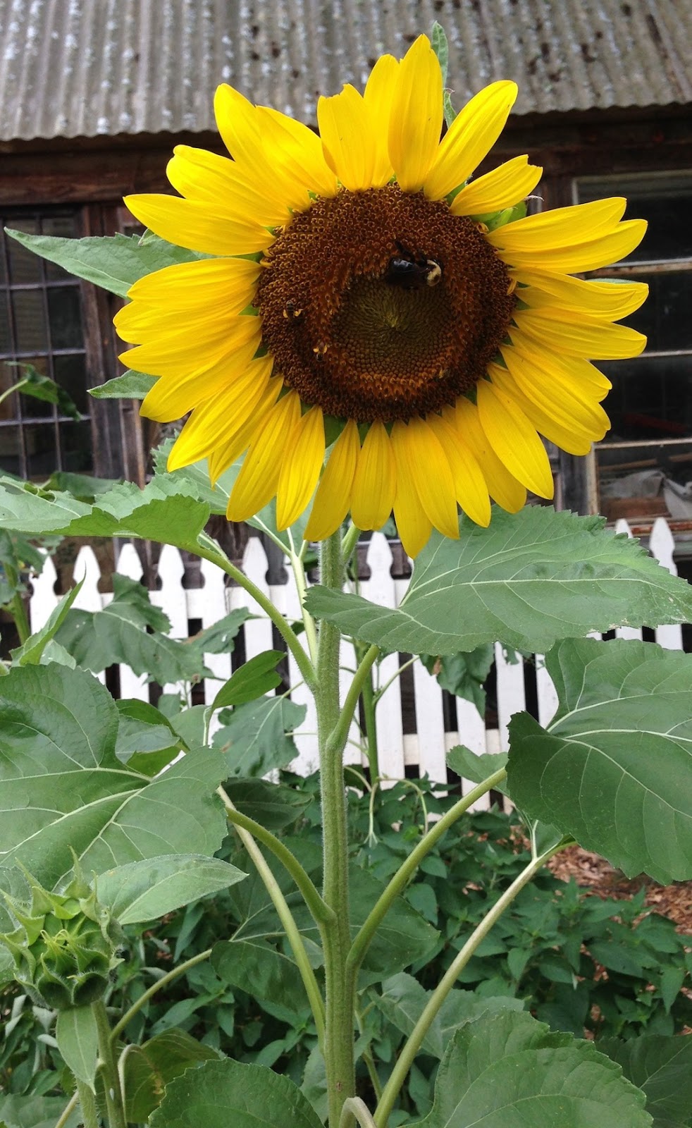 Art is the journey: Volunteer Sunflowers, part 1
