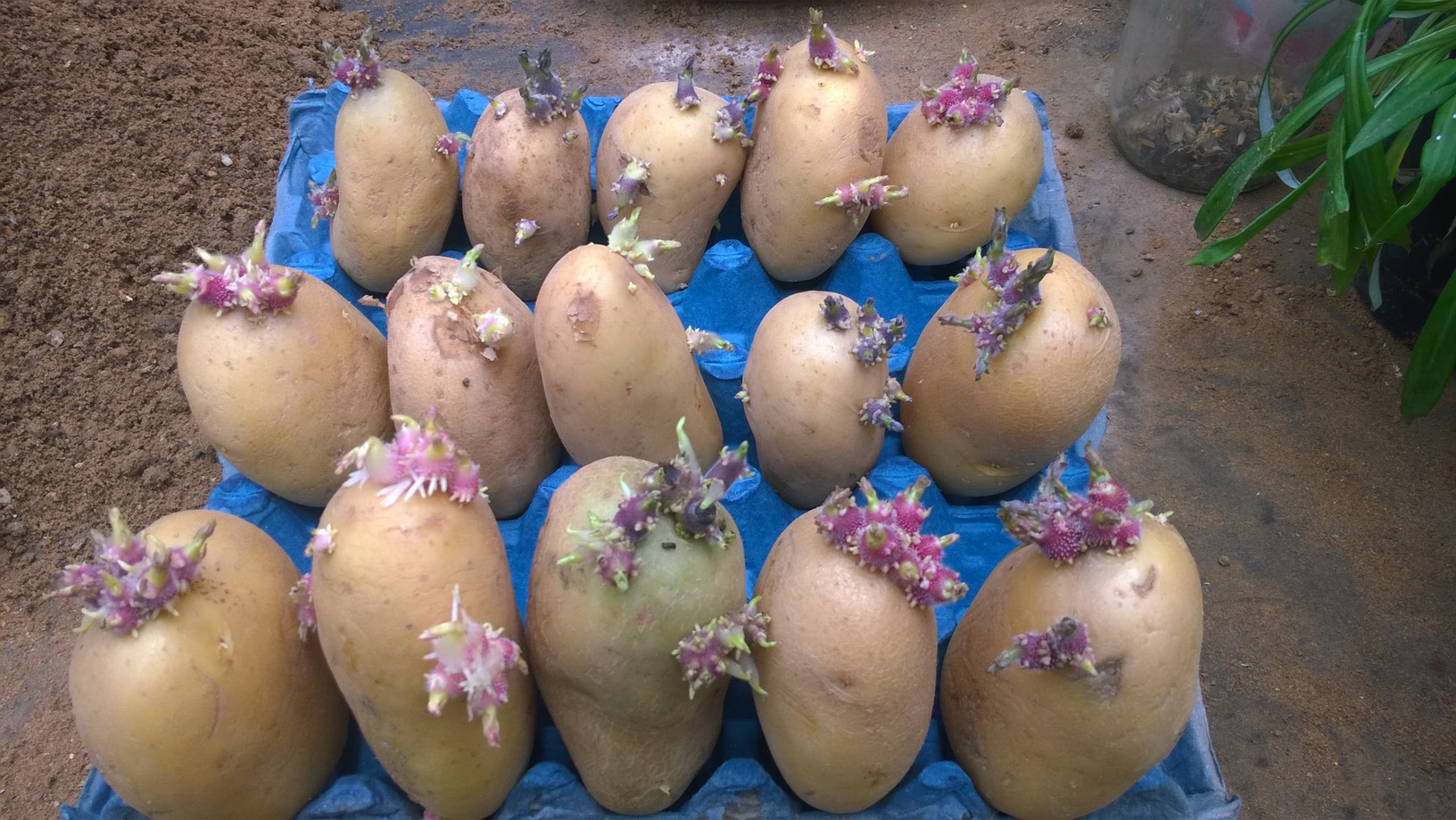 How To Grow Potatoes