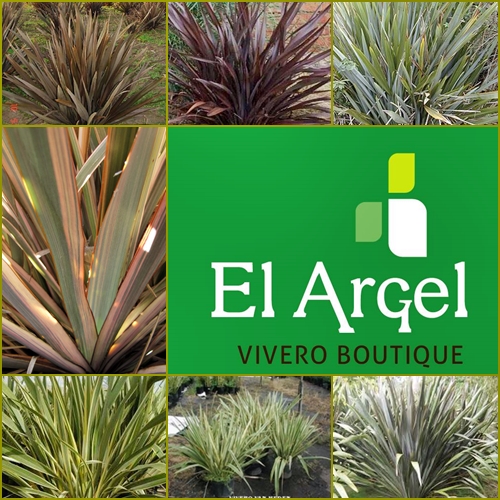 El Argel Vivero Boutique: Formio (Phormium) sus variedades y usos
