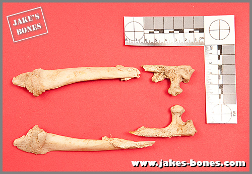 Lisa, my old red deer hind skeleton : Jake's Bones