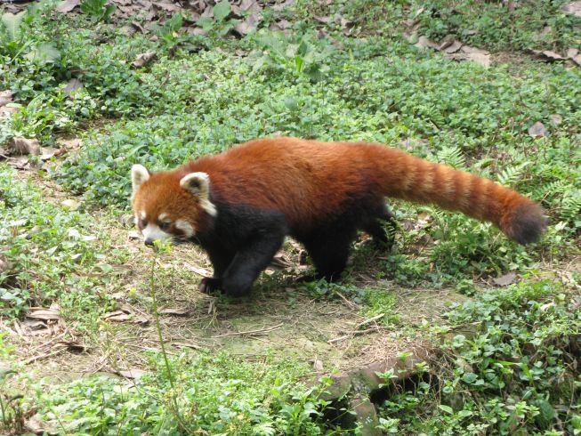 Gone To Smell the Roses: Chinese Pandas in Chengdu