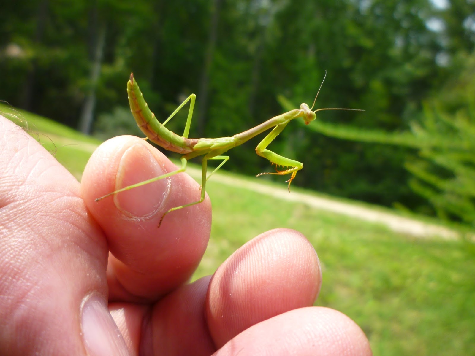 From Bluebirds to Turtles: PANDORUS SPHINX MOTH, SICKLEPOD, LARGE ...