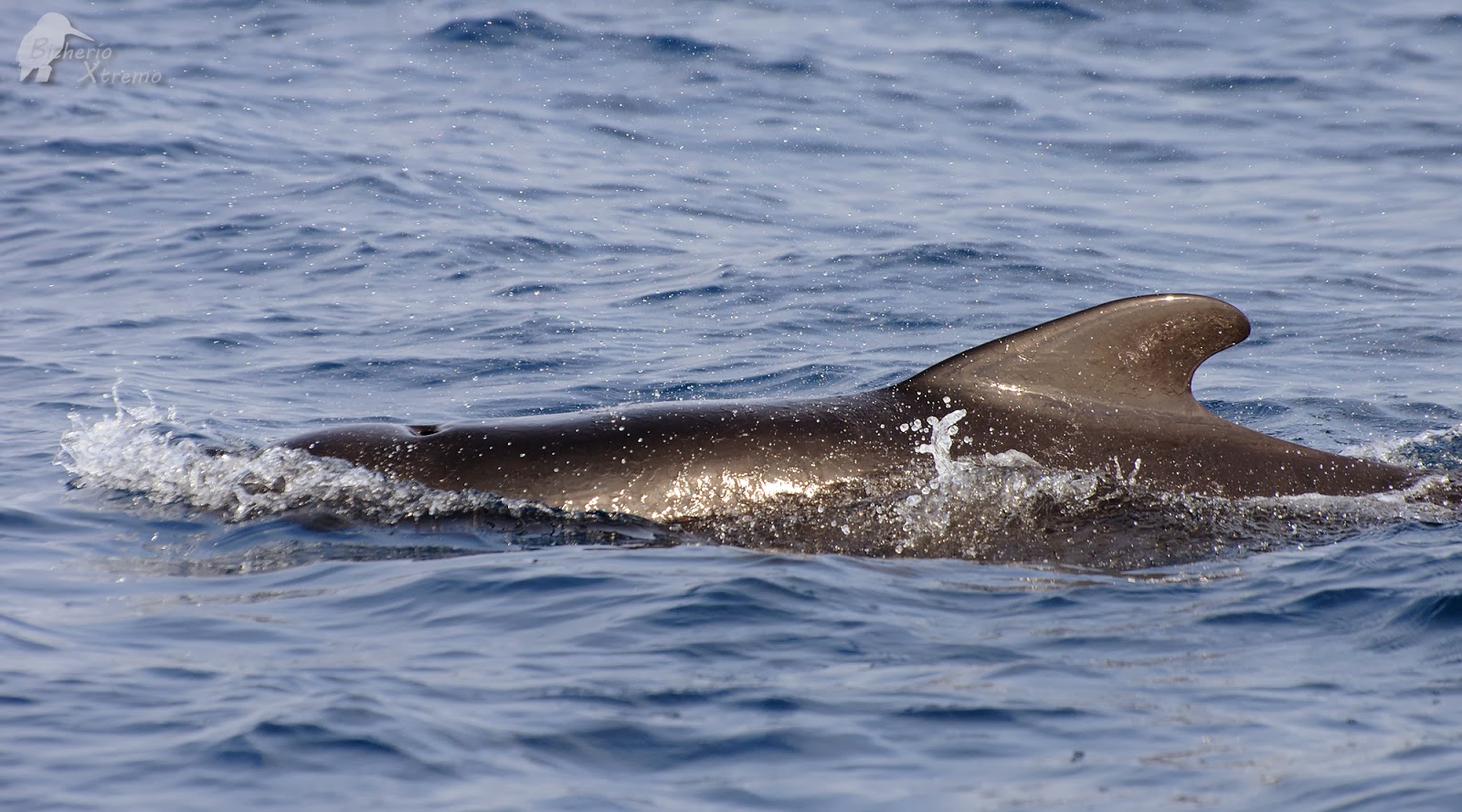 Bicherío Xtremo: Salida pelágica en el Hegaluze Barria...