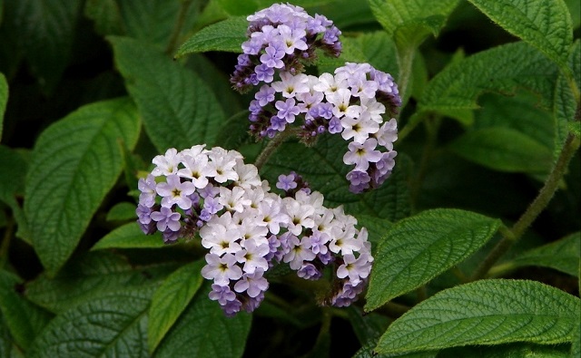 Vainilla de jardín: Heliotropium arborescens | Plantas rioMoros