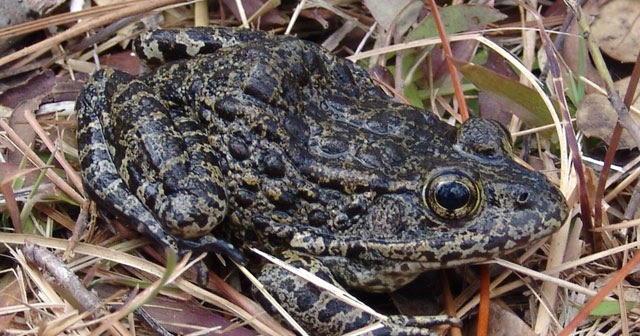 Group 8: Endangered Dusky Gopher Frog