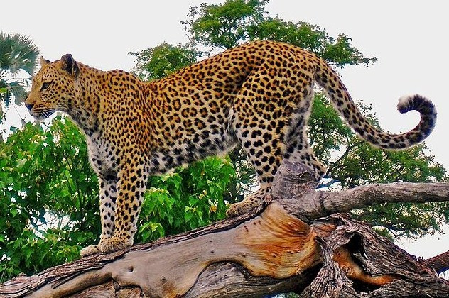 Mengenal macan tutul jawa (java leopard) | Panthera pardus