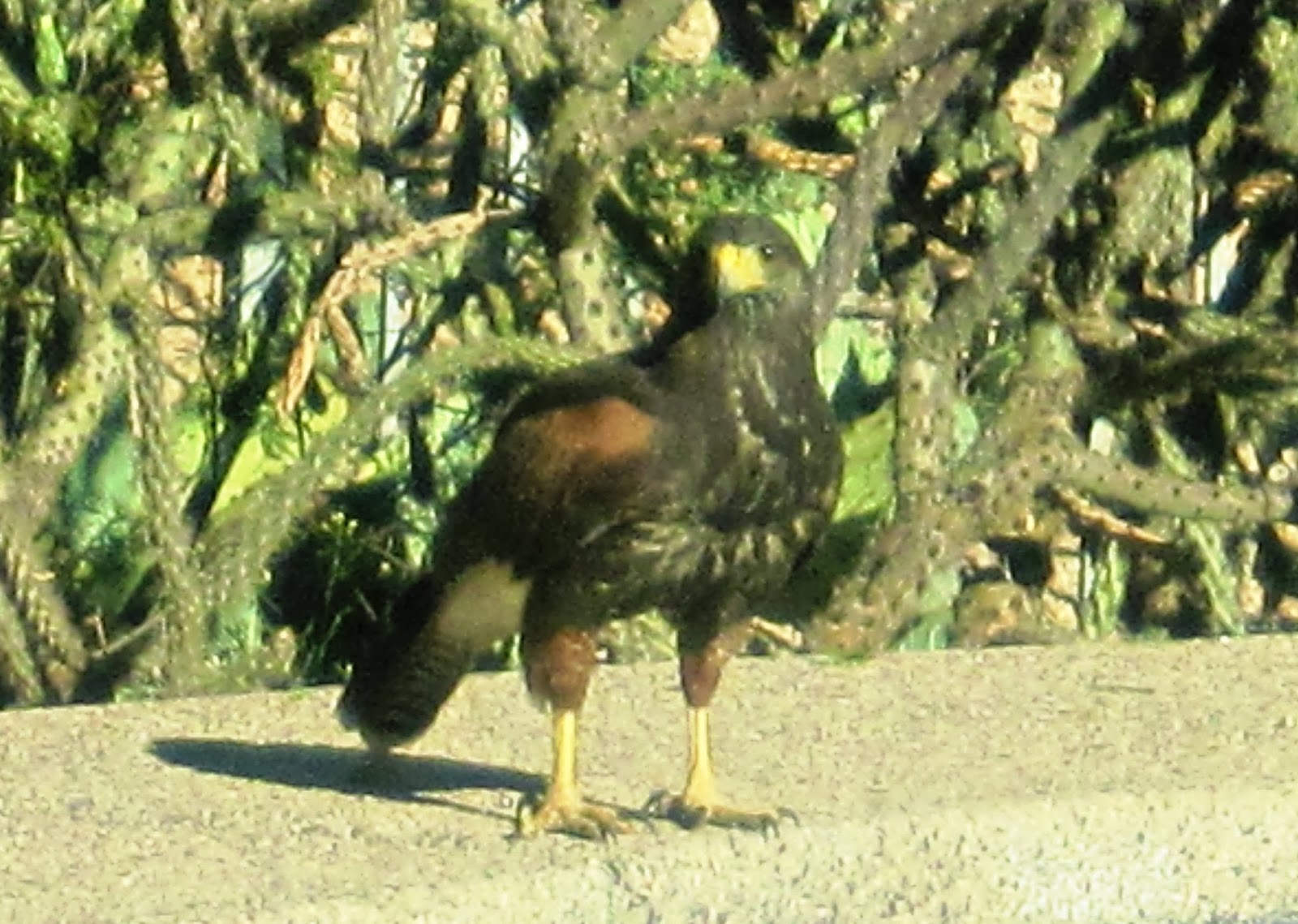 Dreams at Stake: Through a Window