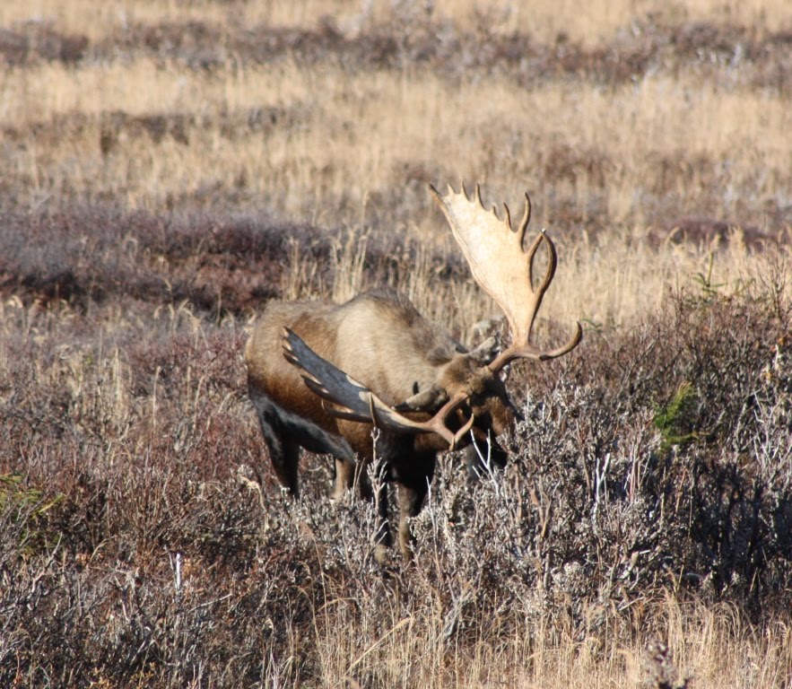 each day an adventure in alaska: Moose and Sunshine...
