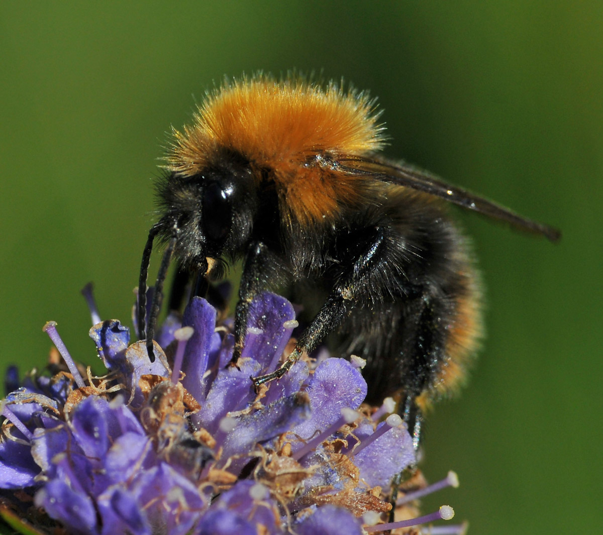 HAO-loggen: Bilder AUGUST 2013