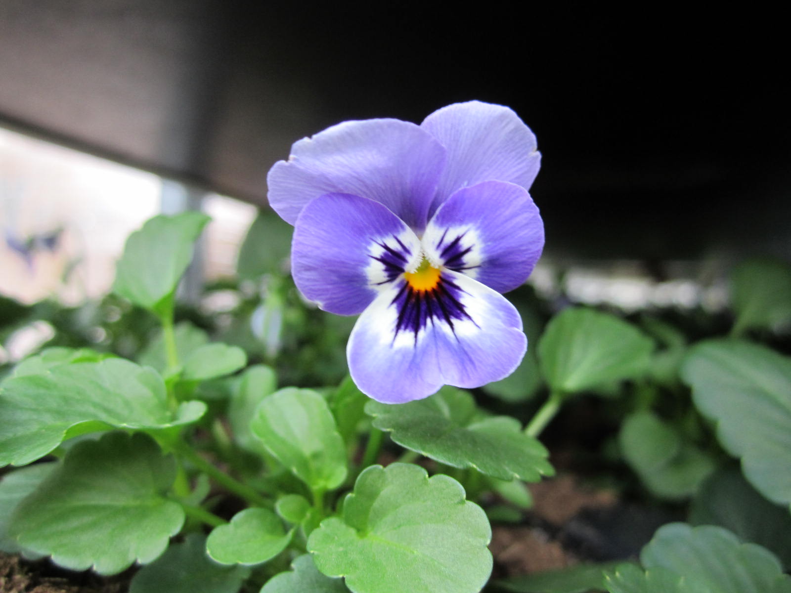 Hølland Gård: stemor og fioler i blomst