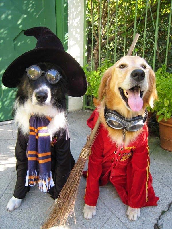 Disfraces para tu mascota en el Halloween ~ Solountip.com