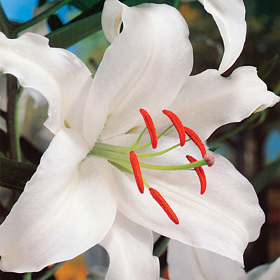Sharlz's Moments, Passions and Pleasures: My Passion for Stargazer Lillies