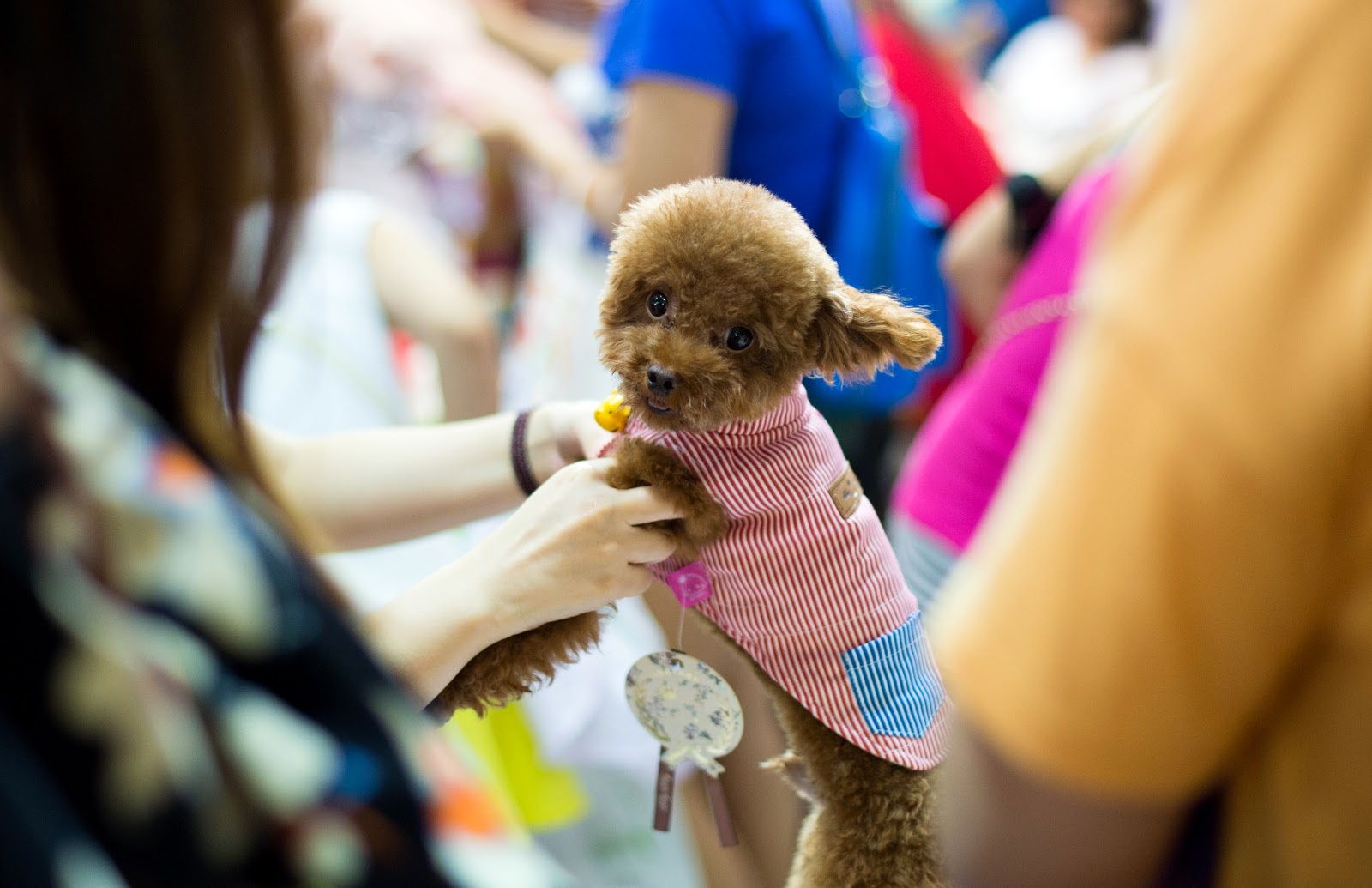 Asia Pet Fair 2014 in Shanghai: HD Pictures - HD Photos