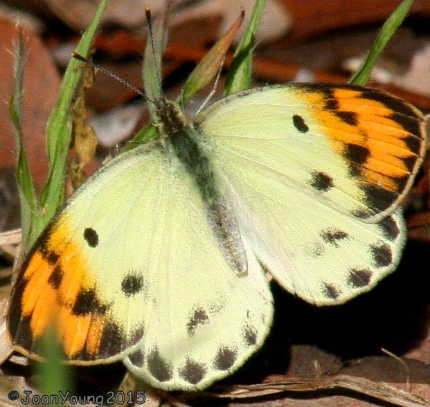 South African Photographs