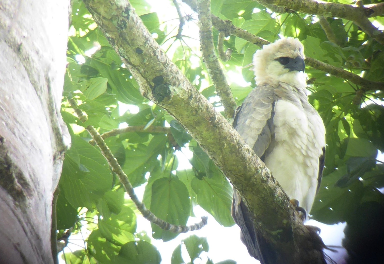 louiseinpanama: Panama's national bird