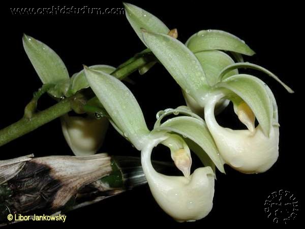 Álbum de Fotos: Nomes de orquideas.