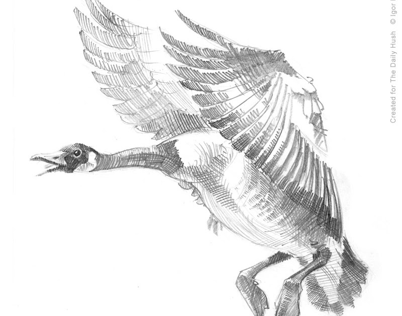 A Flying Wild Duck Sketch