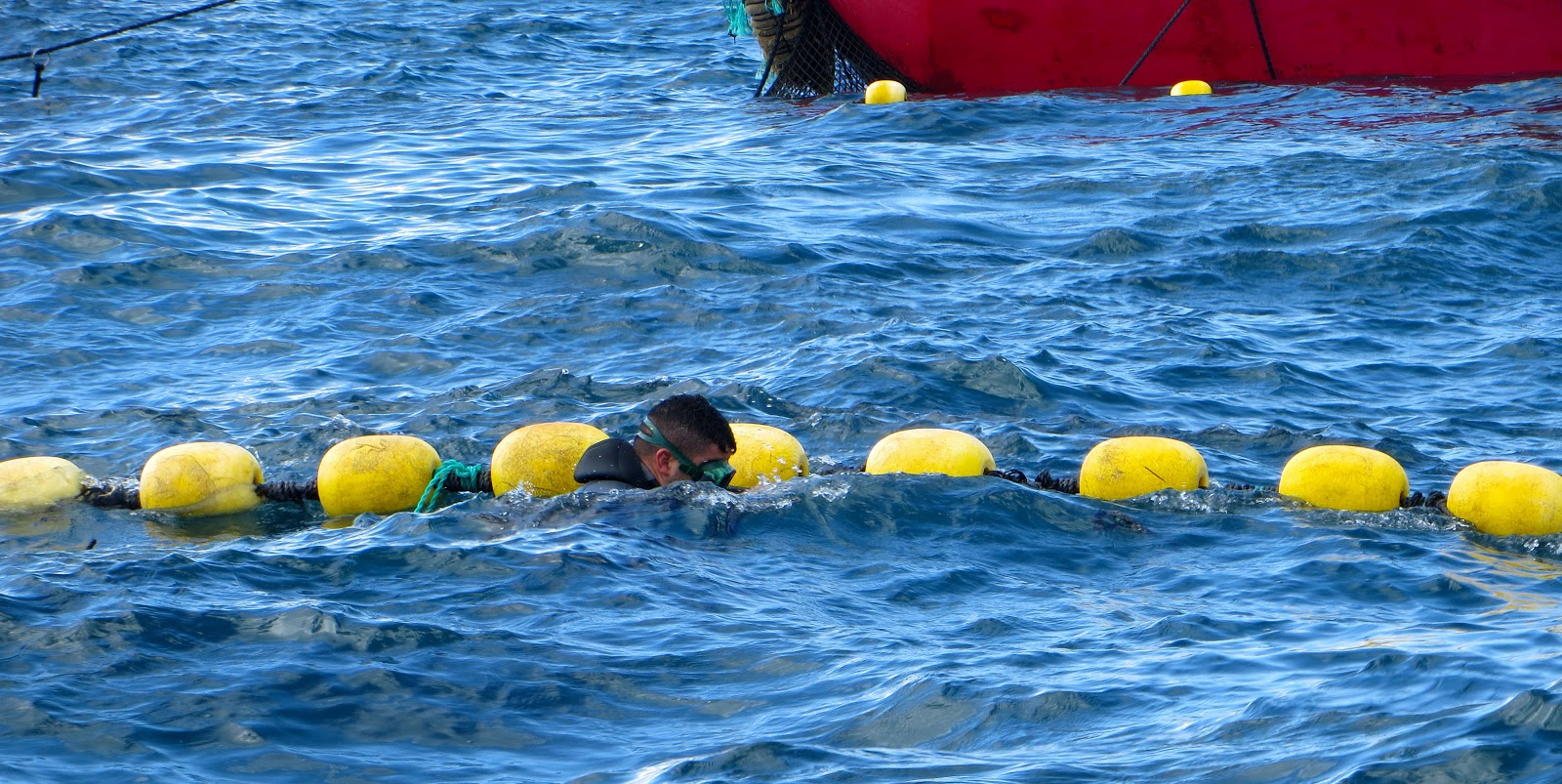 Tag-A-Giant: Tuna trap tagging takes teamwork!