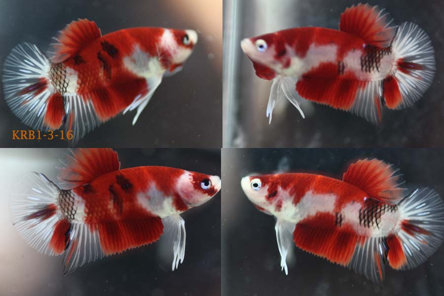 Bettazone: Betta of the week : Koi red/black