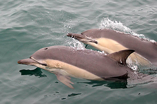 Common dolphin | The Life of Animals