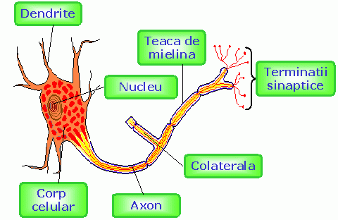 biologie clasa a XI-a: sistemul nervos - darte generale