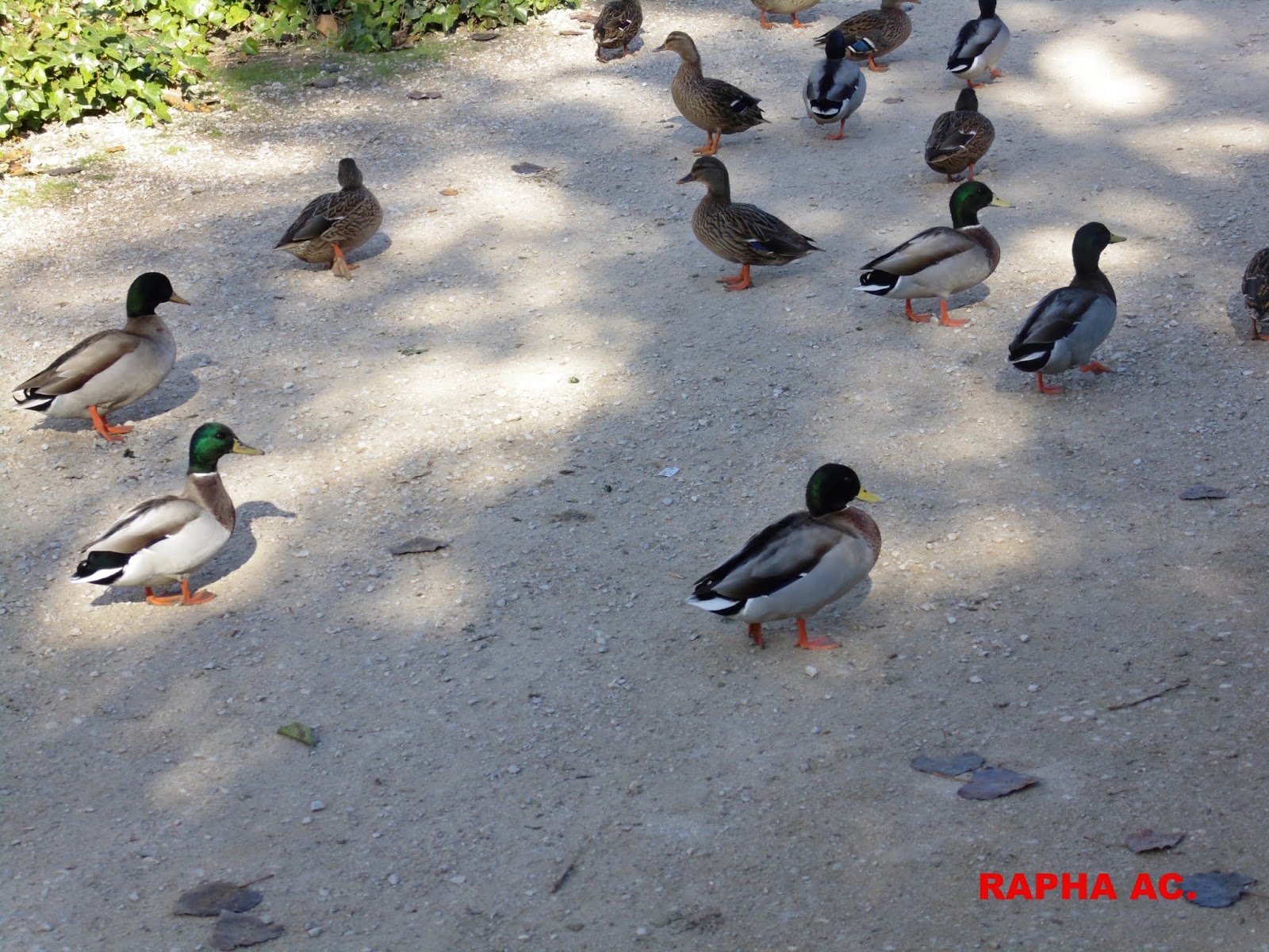 Descubriendo las aves de Madrid-Sur: 2018