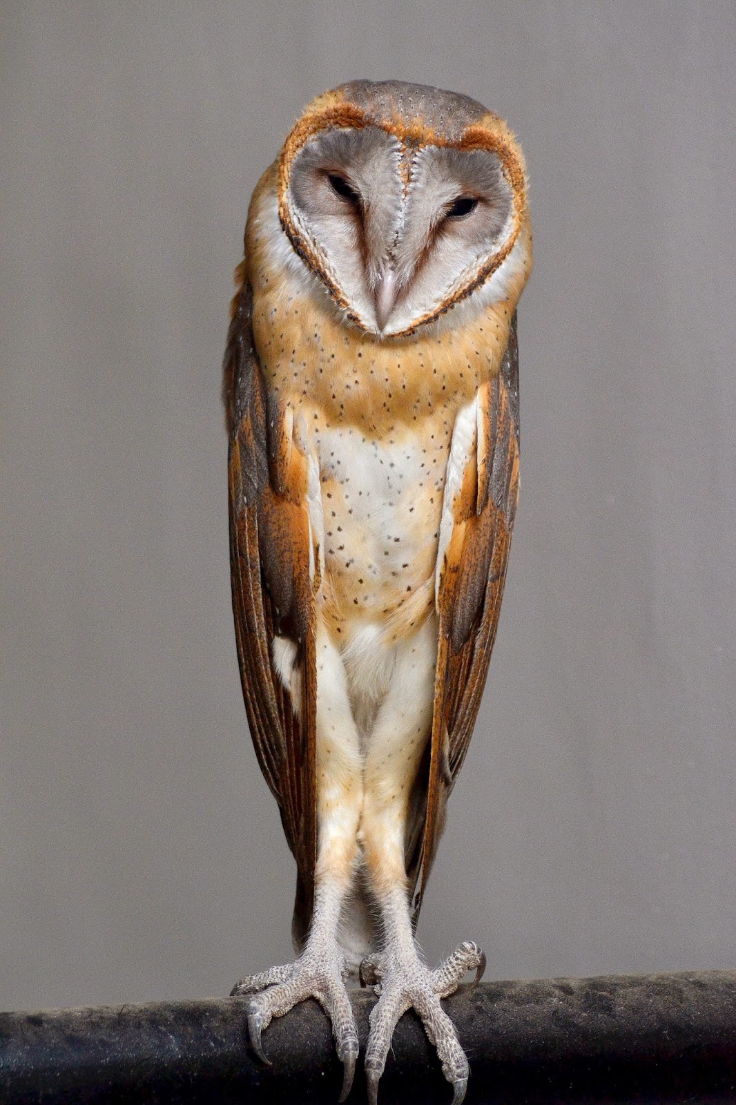 DSLR Photography Explored: Barn Owl (Tyto alba) Velli Moonga spotted in ...