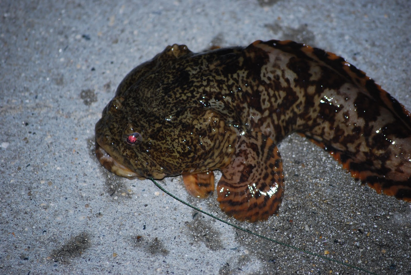 Vote No'Malley: Ocean City - Are We Done?