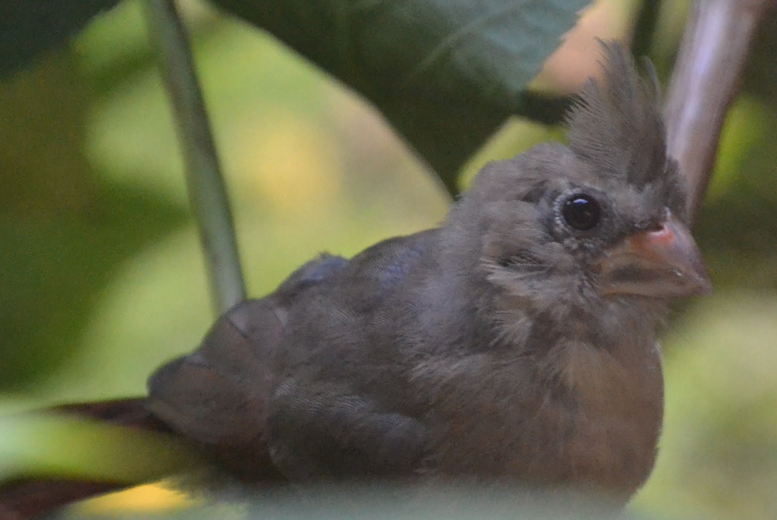 It's All About Purple: Baby Female Cardinal......