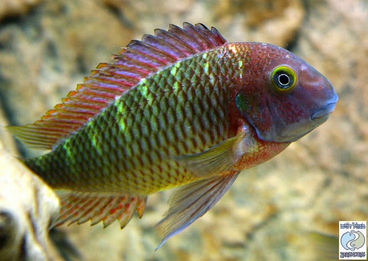 Tropheus'um: Tropheus Pictures-Tropheus Resimleri