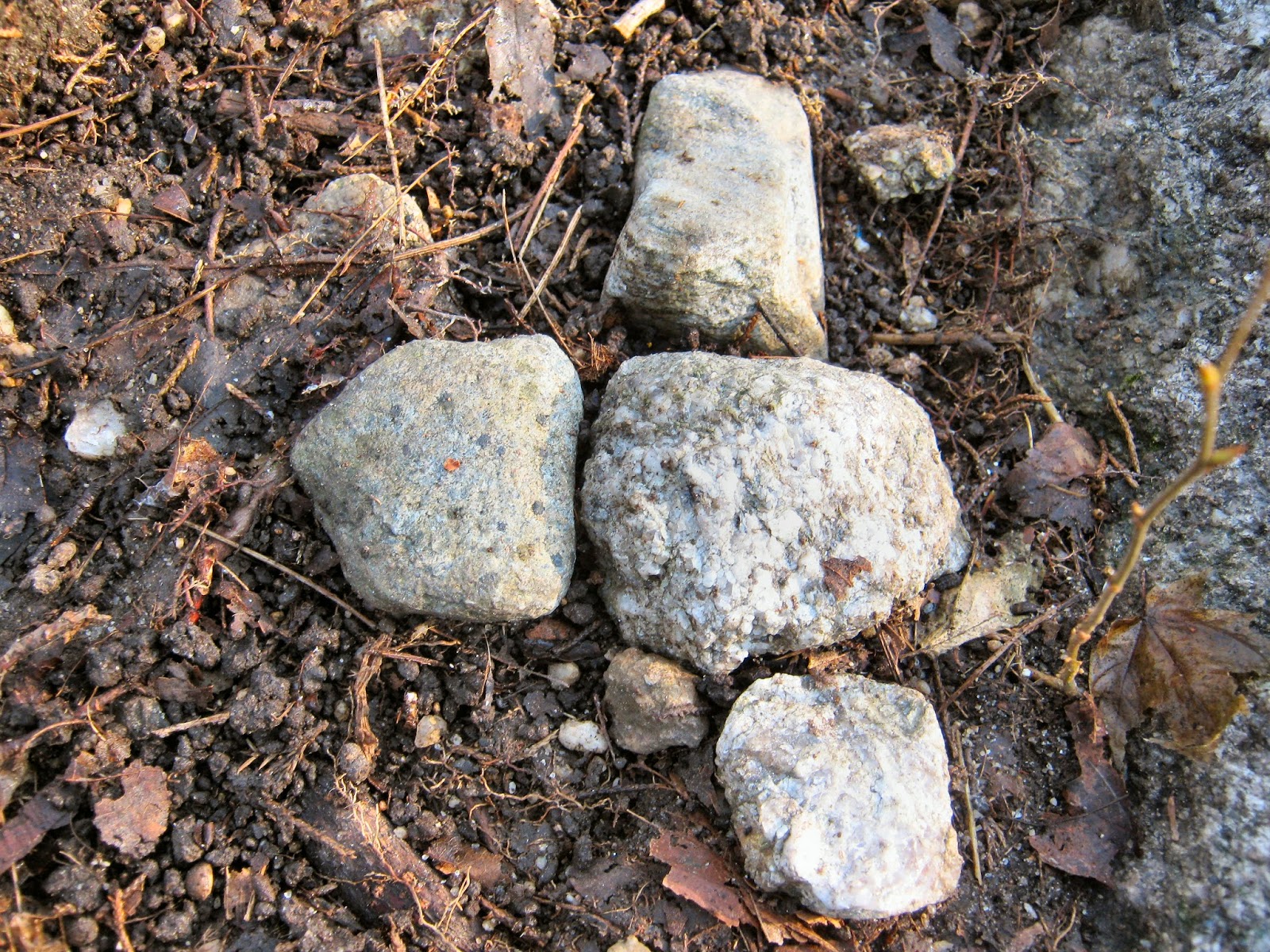 Waking Up on Turtle Island: Recognizing Possible Testudinate Indigenous ...