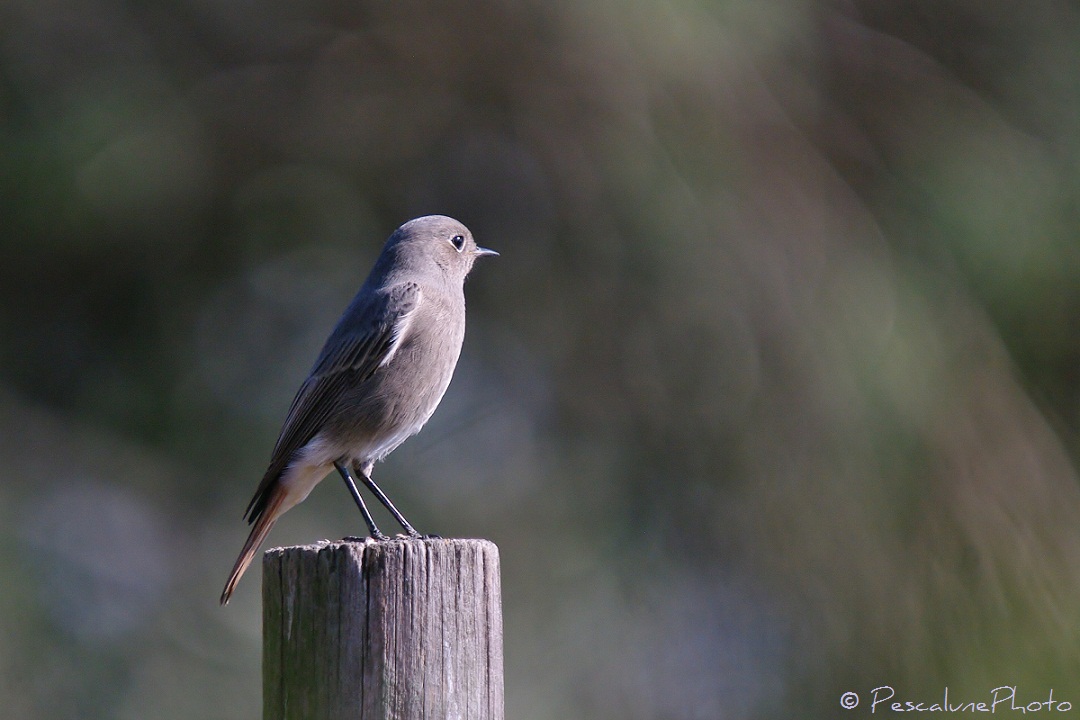 Pescalune Photo: Rougequeue noir (Phoenicurus ochruros), Black Redstart