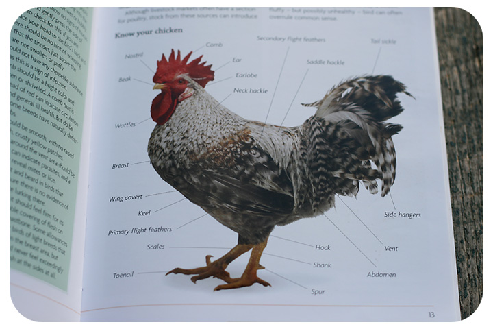 A Book Worth Reading: Mini Encyclopedia of Chicken Breeds & Care | Bull ...