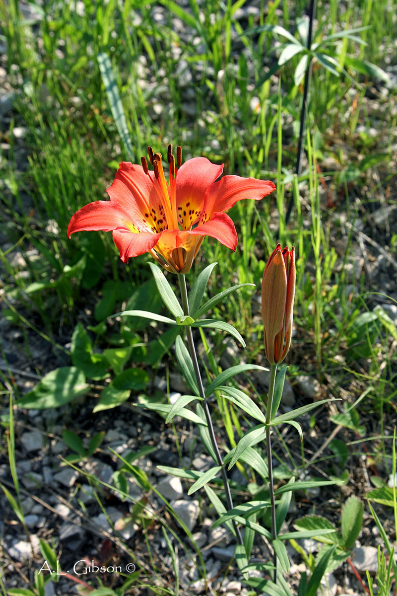 The Buckeye Botanist: Ohio's Native Lilies