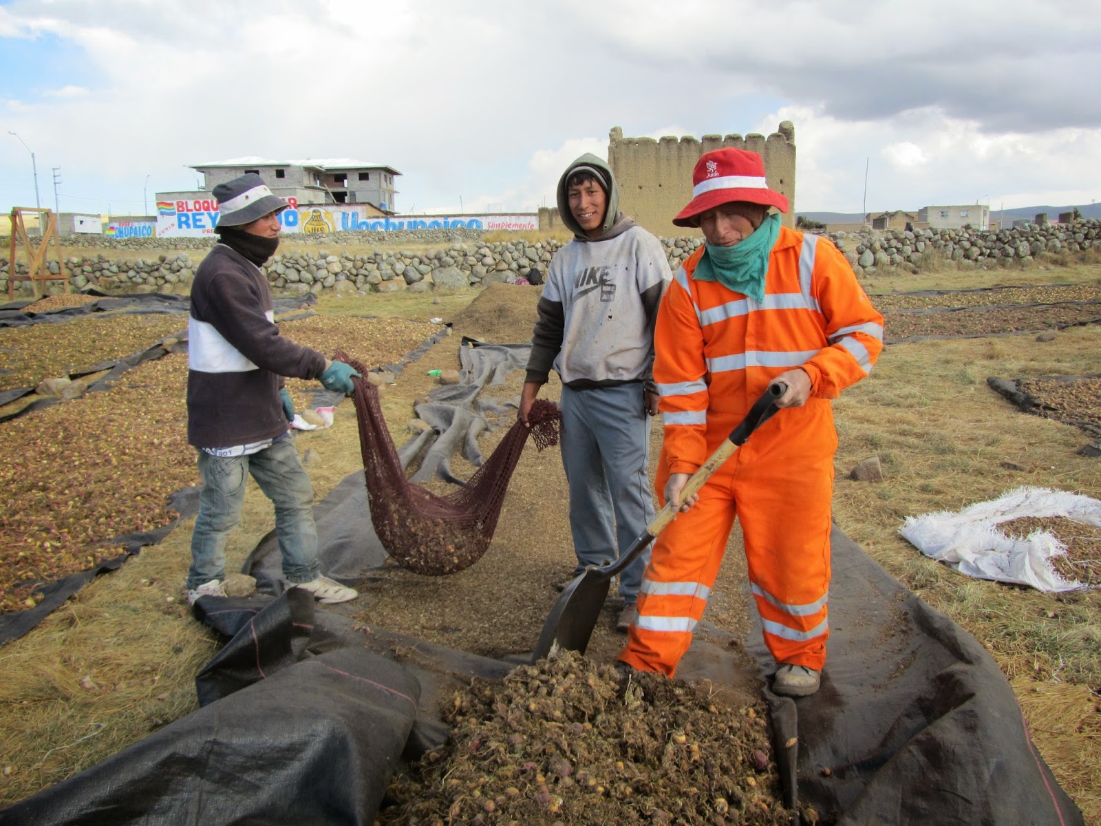 From Staples to Superfoods: Harvesting Maca in Junín, Perú