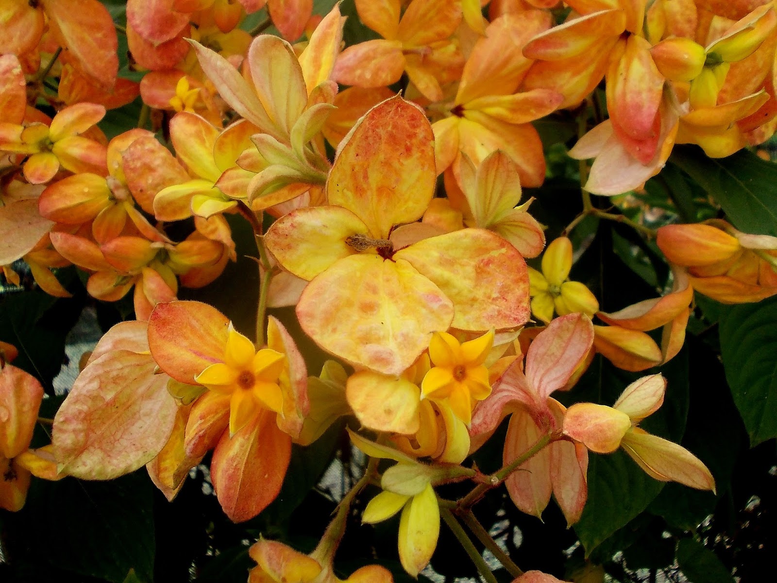 PLANTAS INCRÍVEIS: A MUSSAENDA-DOURADA DOBRADA (Mussaenda x hybrid)