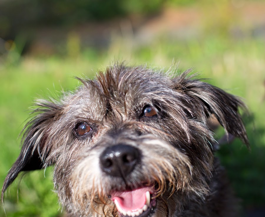 Shelter Dogs of Portland: "MONA" charming, short and stout Terrier