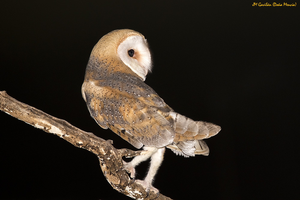 Fotografía de Naturaleza - JM Gavilán: Lechuza común o lechuza de campanario (Tyto alba)