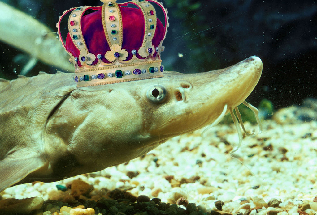 La ley del pez real - Resolviendo la incógnita