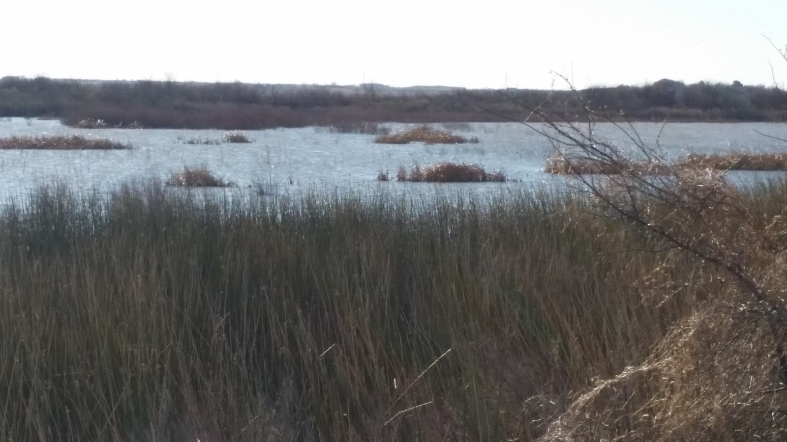 A Charm of Finches: Beautiful Morning at Lake Wichita Park