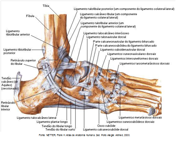 Osteopatia: Anatomia Pé 1