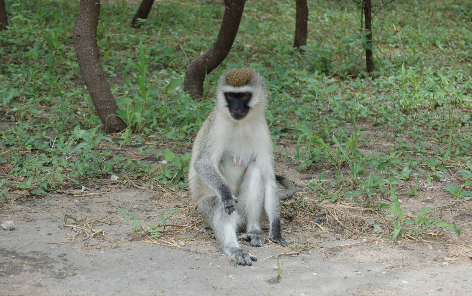 Fly With Condors; Play With Monkeys