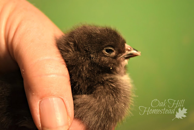 How to Order Chicks From an Online Hatchery - Oak Hill Homestead
